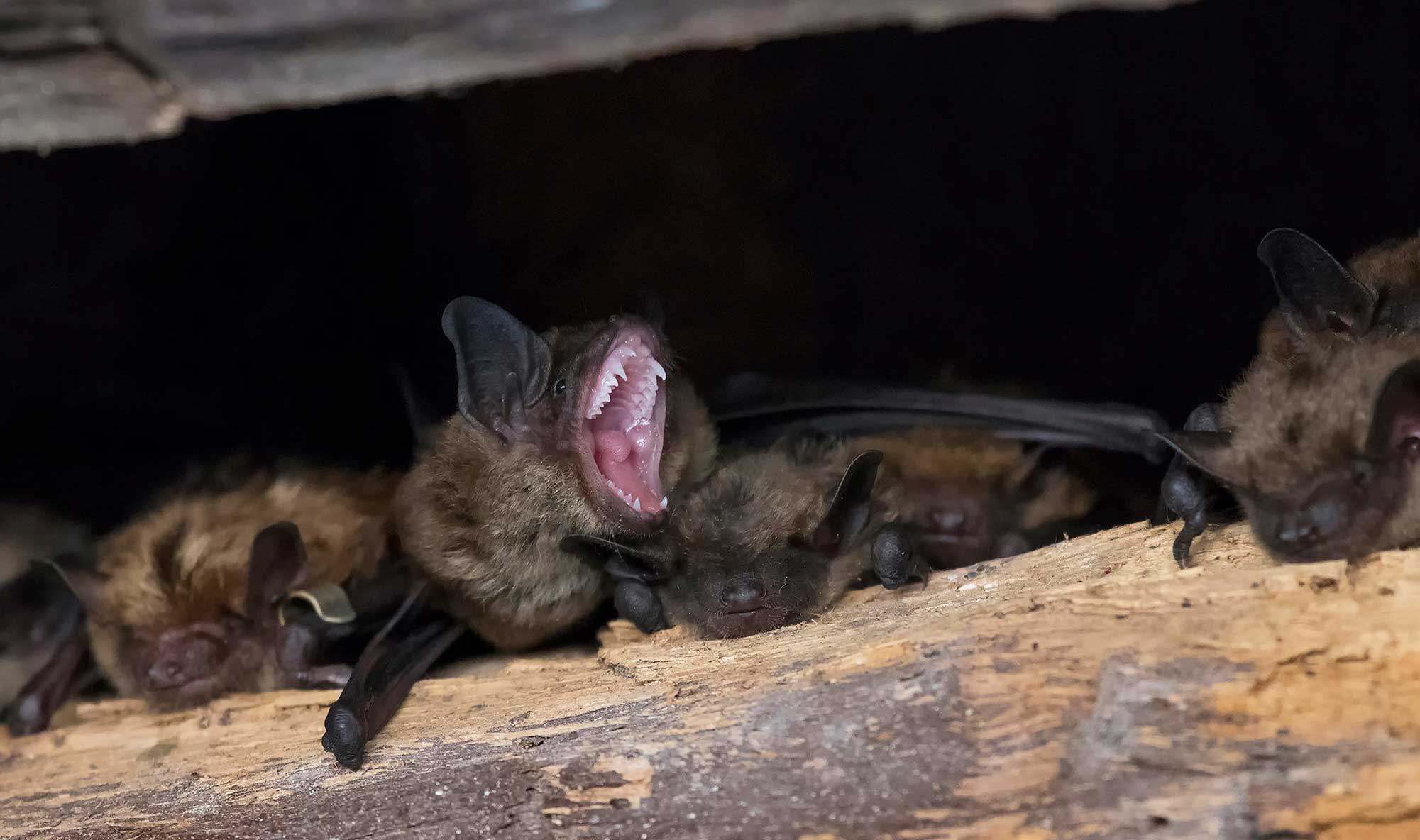 Here's how to create a healthy bat habitat in your yard — and why you ...