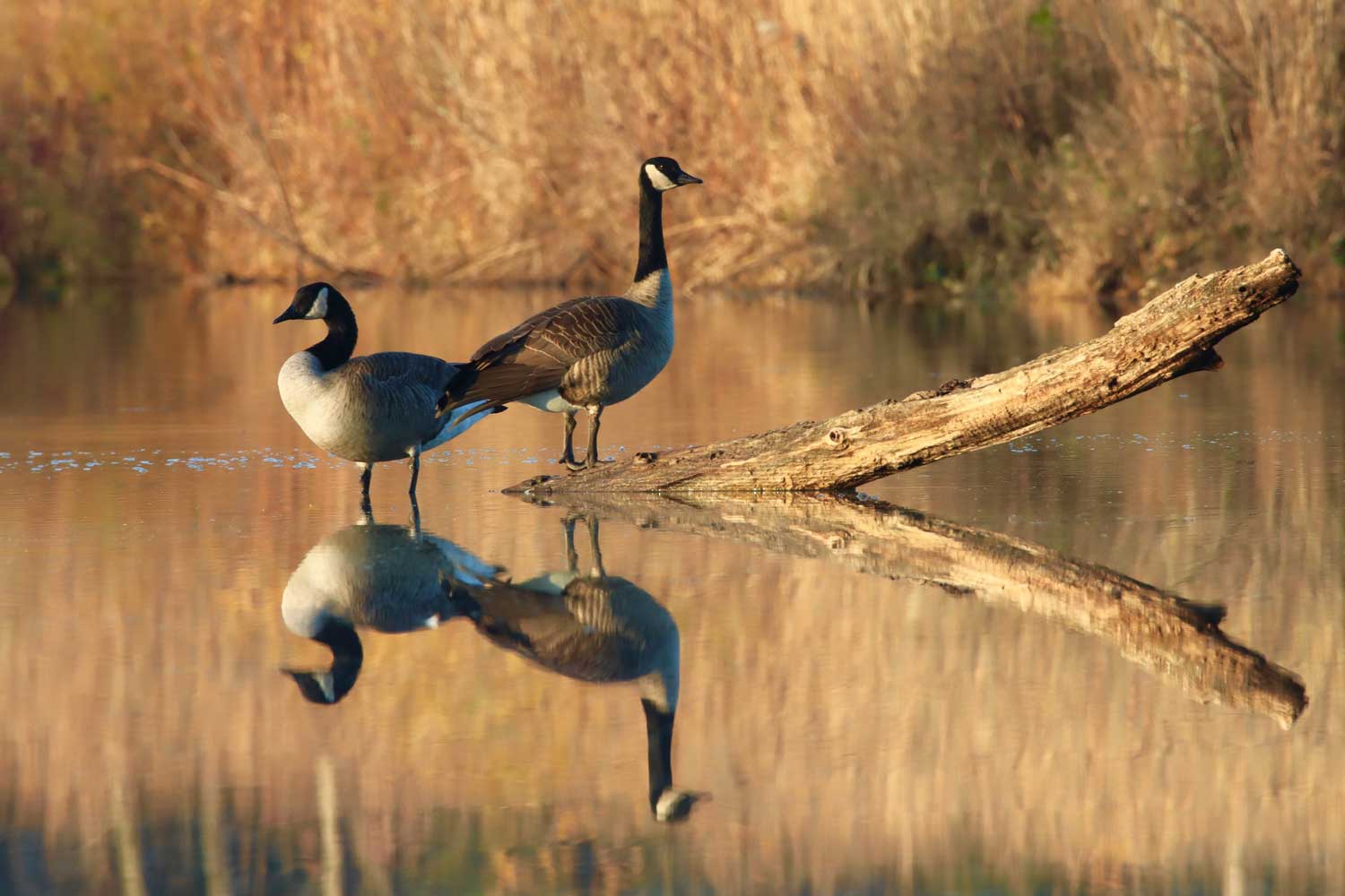 Rock Run Preserve | Forest Preserve District of Will County