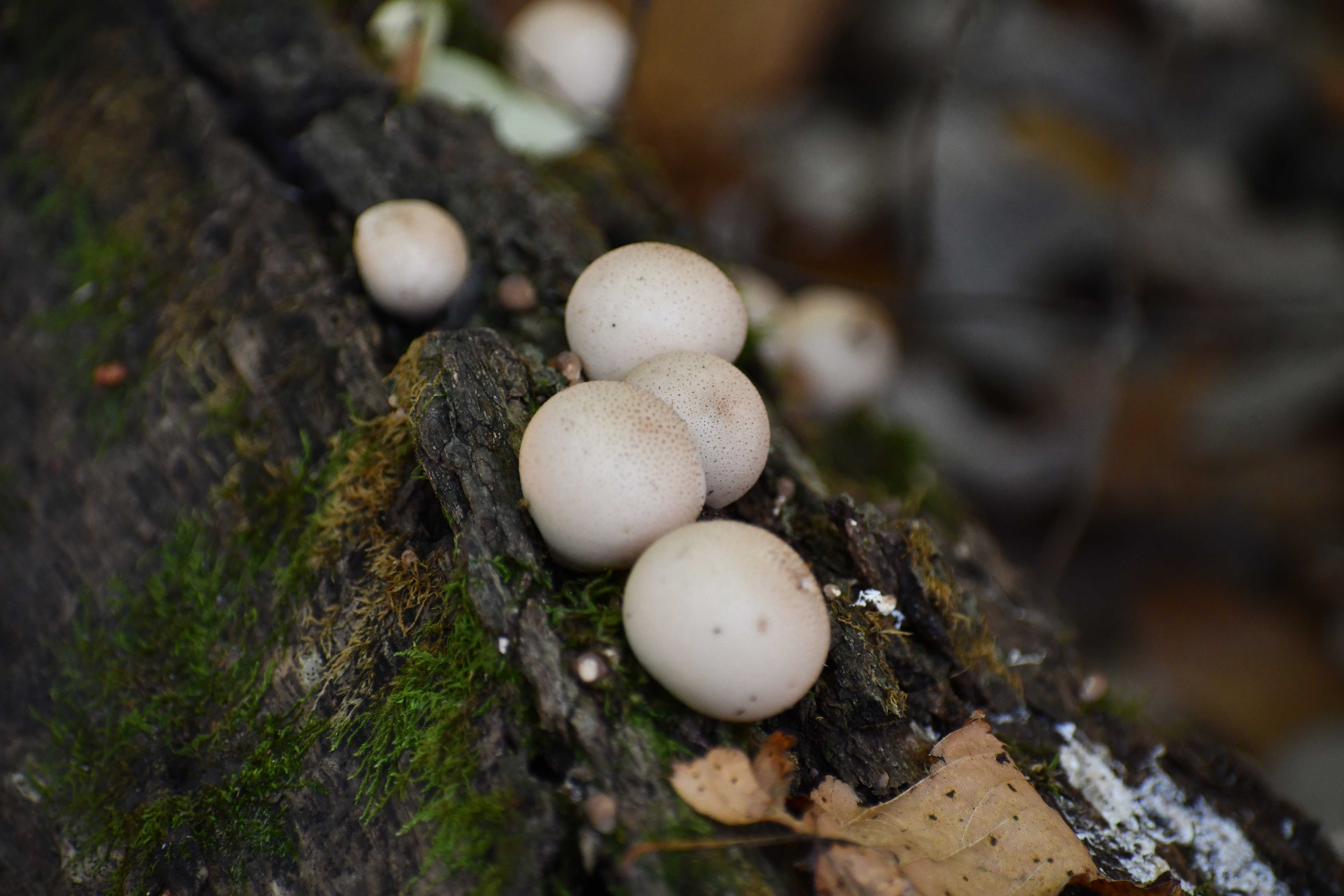 Be a Trailblazer: Hike Hammel Woods | Forest Preserve District of Will ...