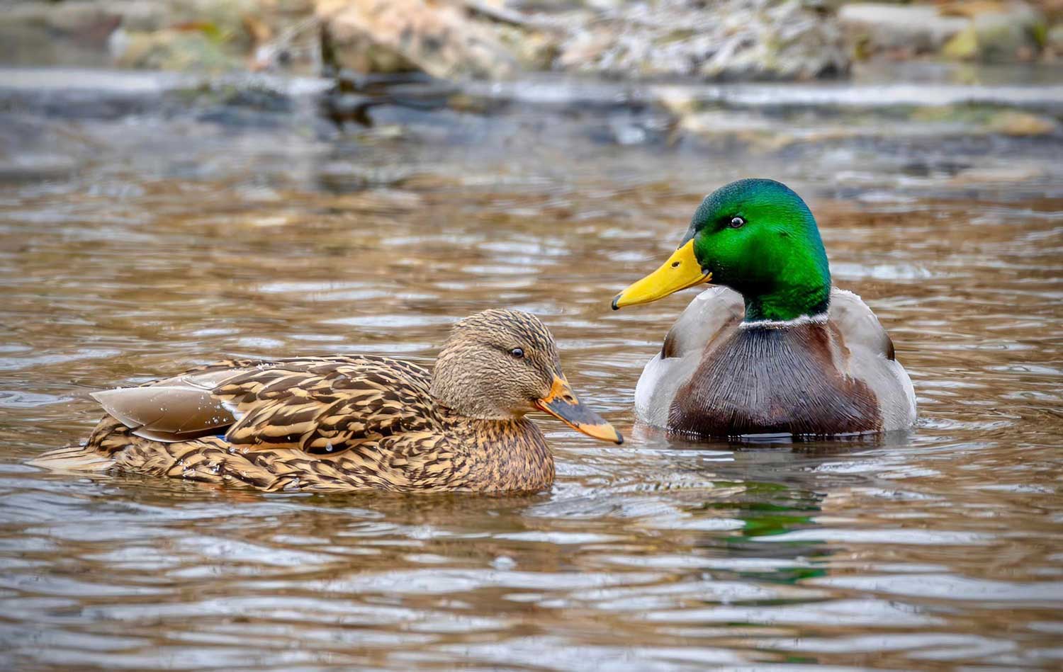 Five fast facts about the mallard, our most well-known duck | Forest ...