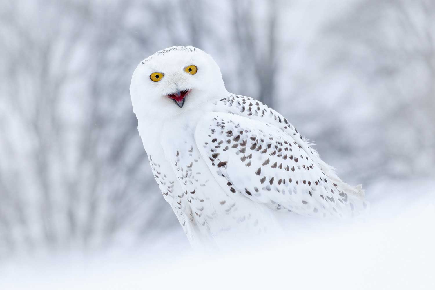 Creature feature: The stunning snowy owl | Forest Preserve District of ...
