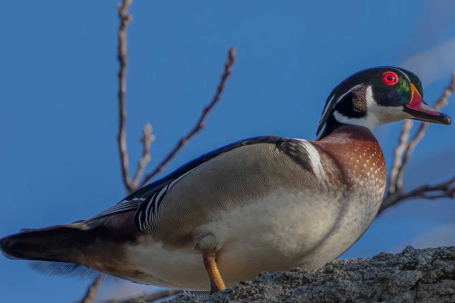 Five fast facts about ornate wood ducks | Forest Preserve District of ...