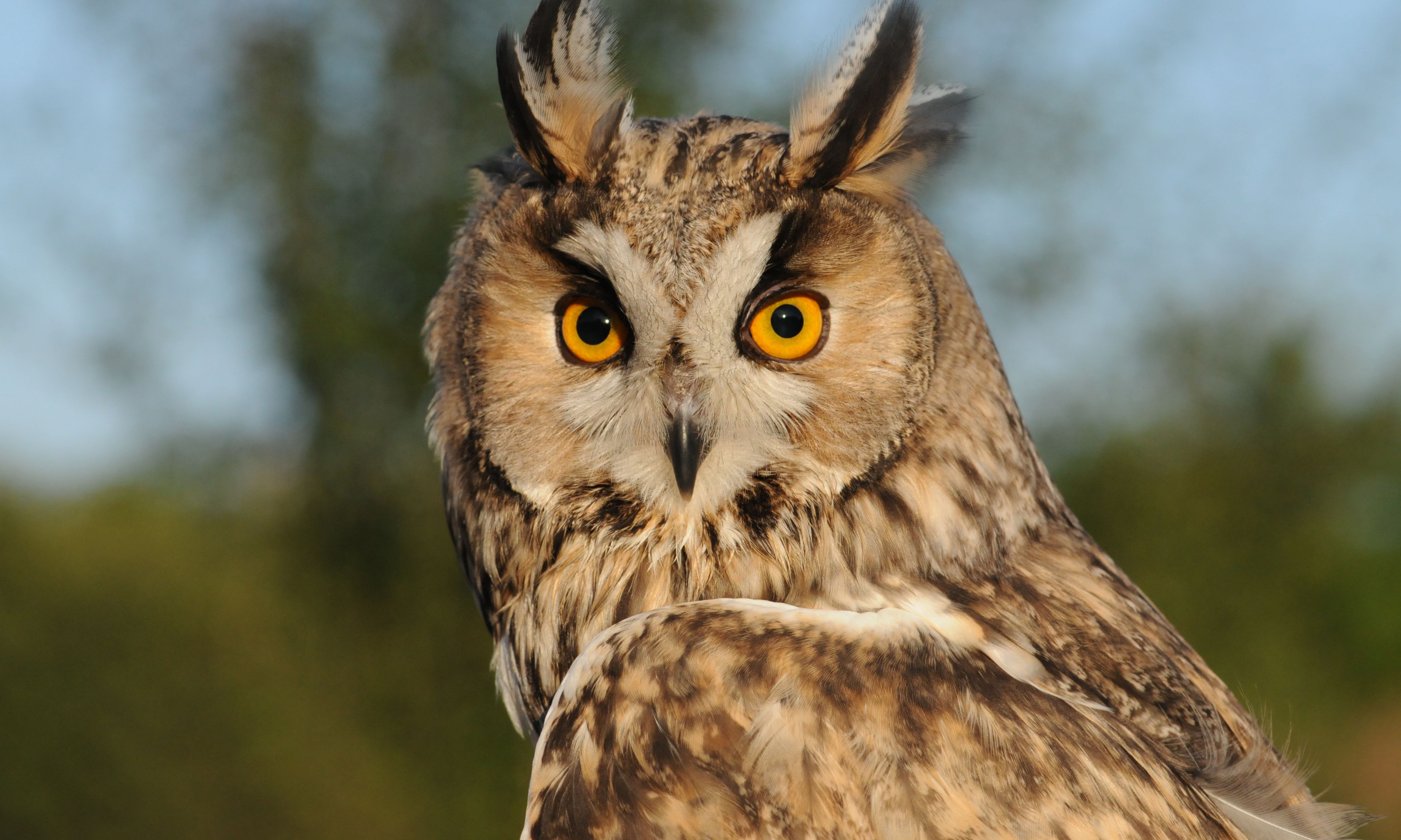 Learn how to identify owls by their calls | Forest Preserve District of ...