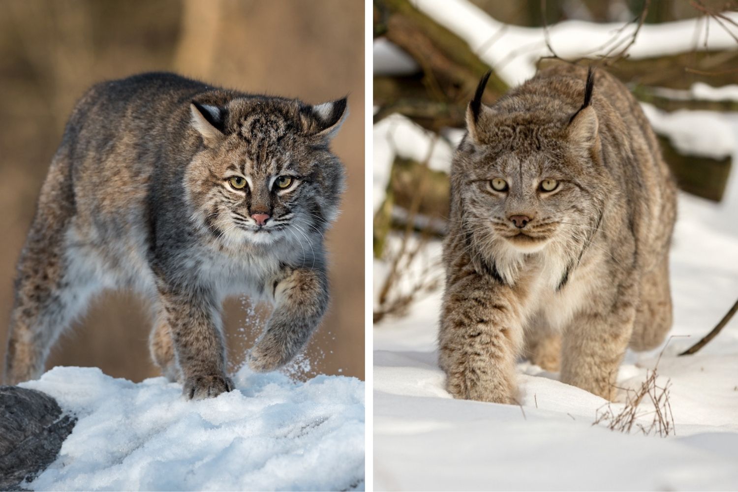 What's the difference?: Bobcat vs. Canada lynx | Forest Preserve ...