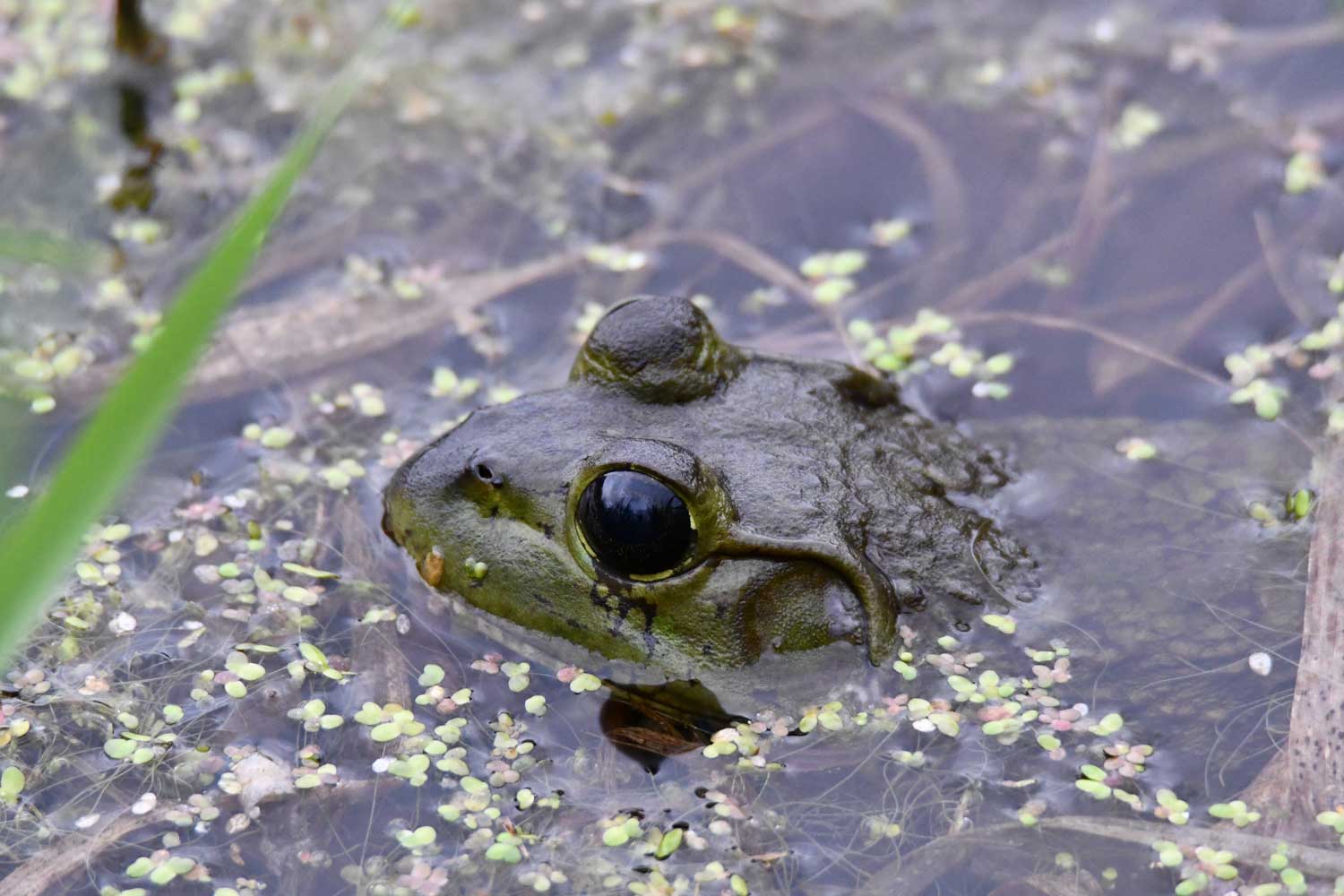 Lower Rock Run Preserve | Forest Preserve District of Will County