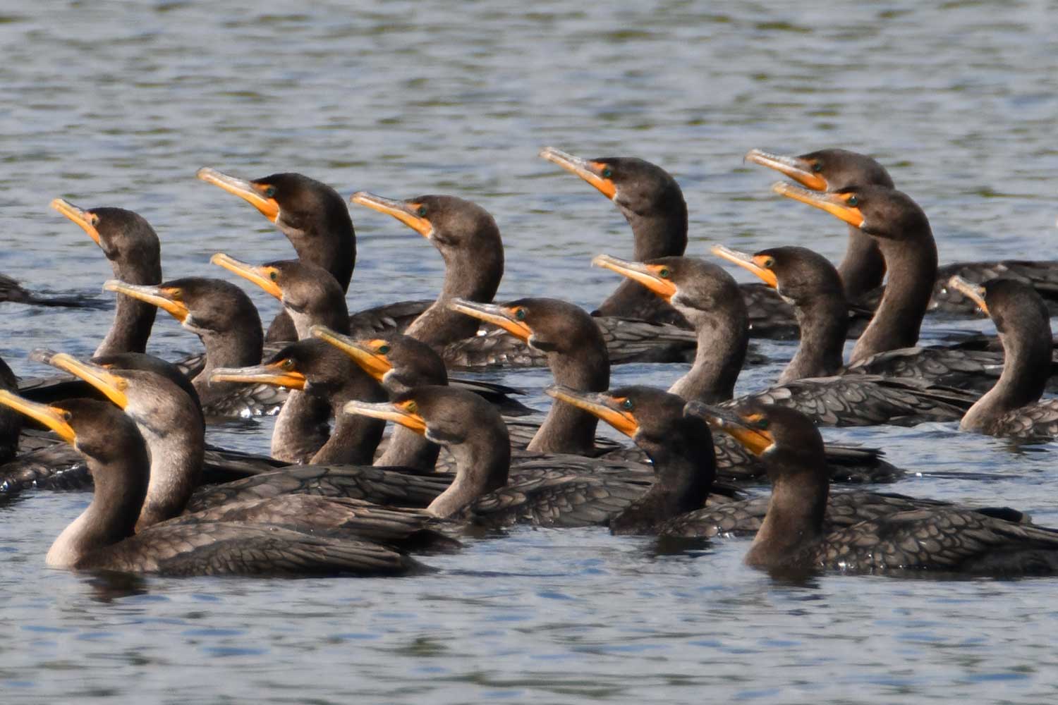 Cormorants up close: Learn all about one of our most unique birds ...
