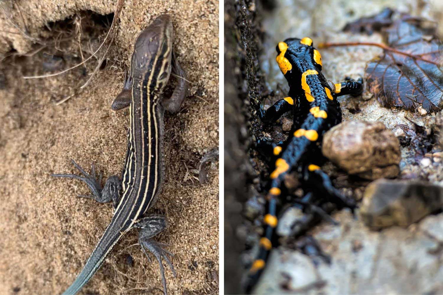 What's the difference?: Lizard vs. salamander | Forest Preserve District of Will County