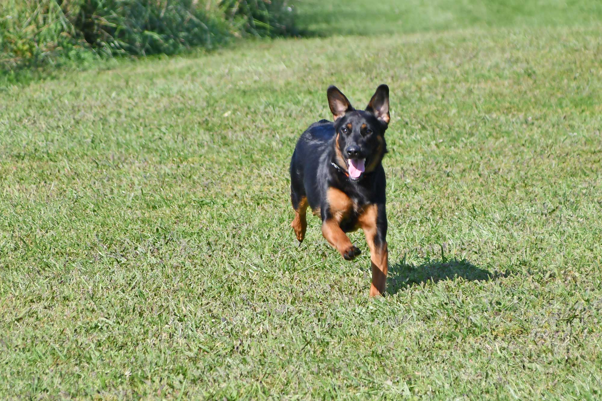 Get your paws on a 2026 dog park permit starting Nov. 1 | Forest ...