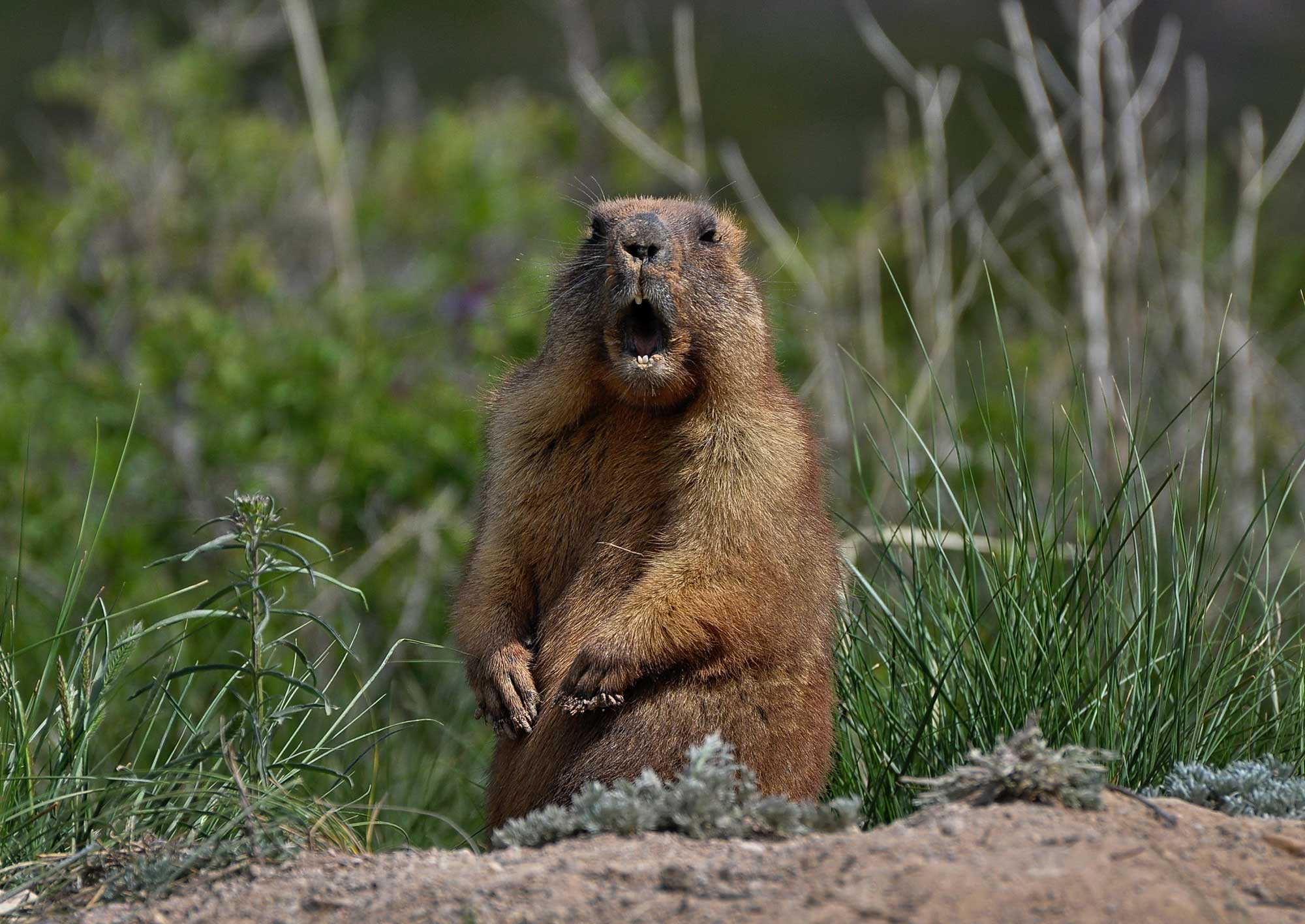 Five things to know about groundhogs, an animal for all seasons ...