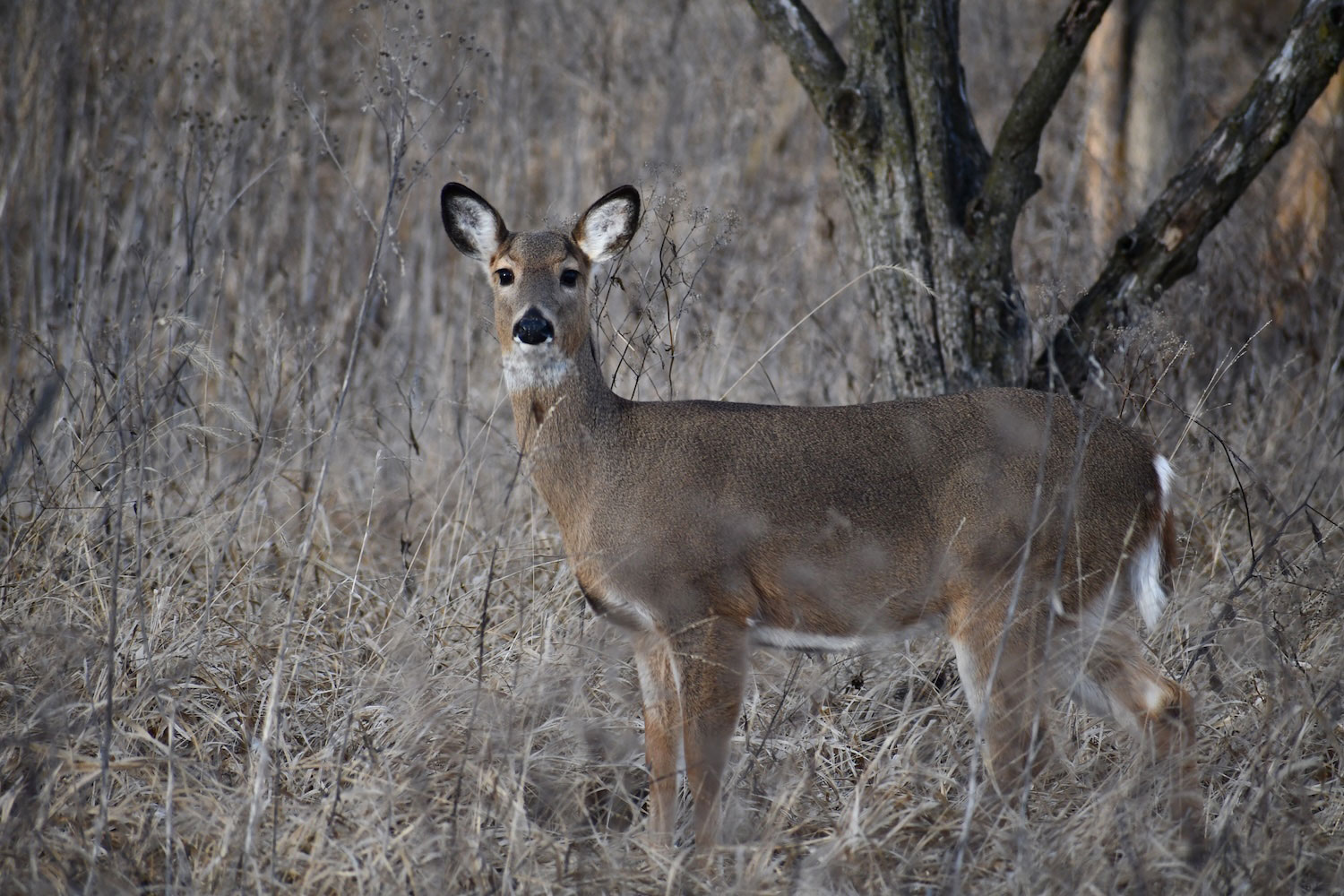 How do animals survive winter? Find out at Plum Creek Nature Center ...