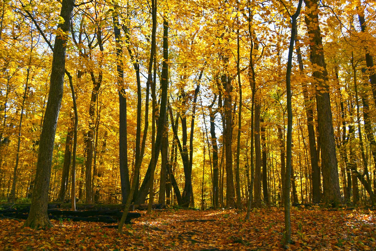 Nature curiosity: Why do we have seasons? | Forest Preserve District of ...