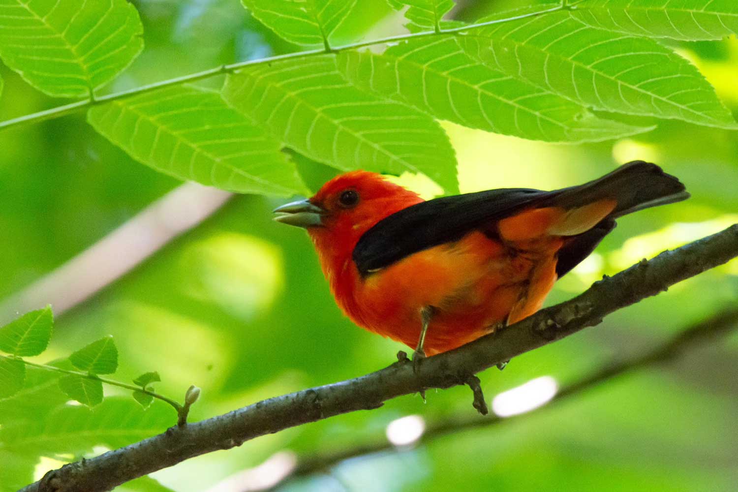 Scarlet Tanager Range
