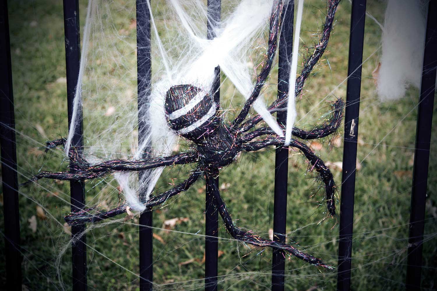 Real Spider Webs