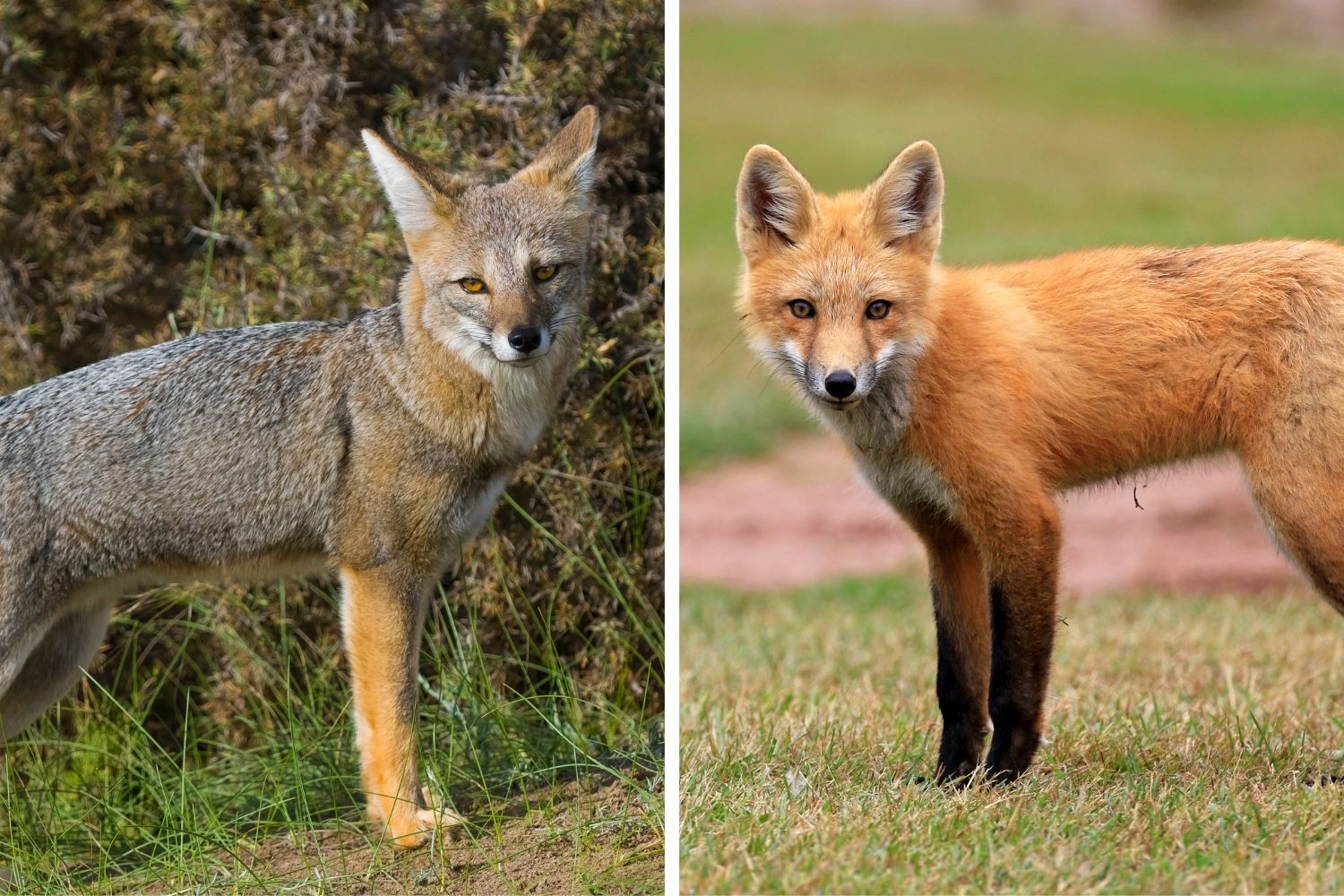 What's the difference?: Red fox vs. gray fox | Forest Preserve District ...
